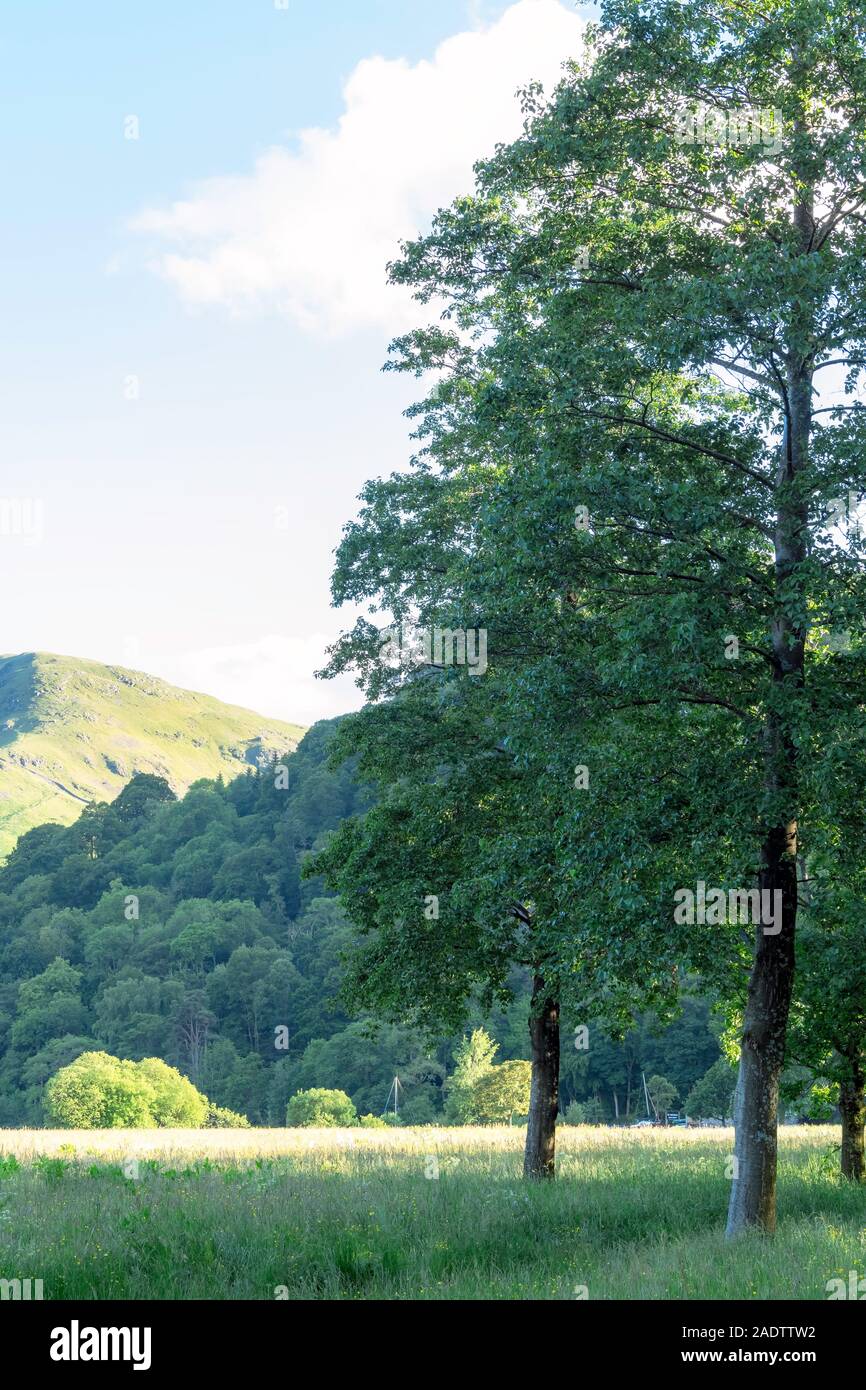 Tall Summer Tree in Ullswater Lake District, UK Stock Photo - Alamy
