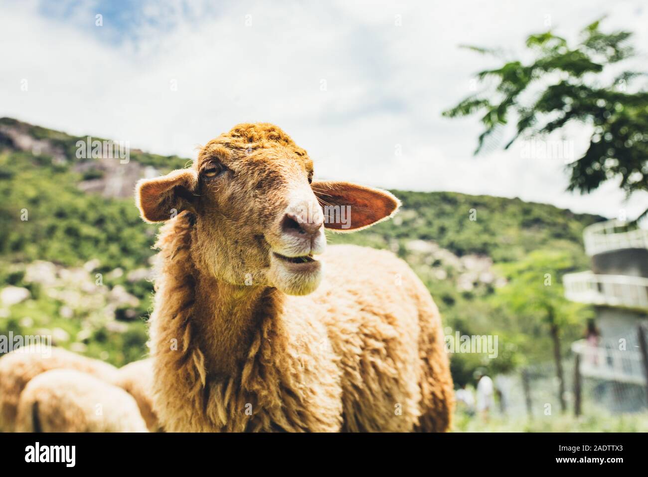 Sheep, sheep farm in the mountain, Beautiful countryside farm village ...