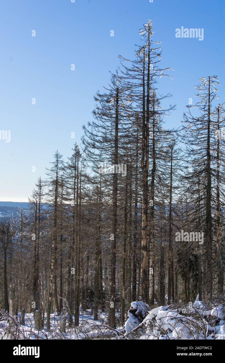 Waldsterben im wald hi-res stock photography and images - Alamy