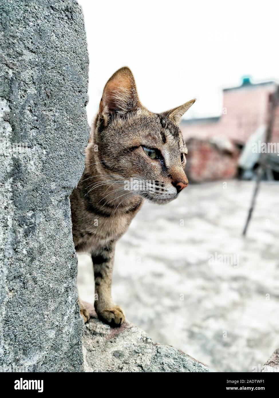 a cute cat on street Stock Photo - Alamy