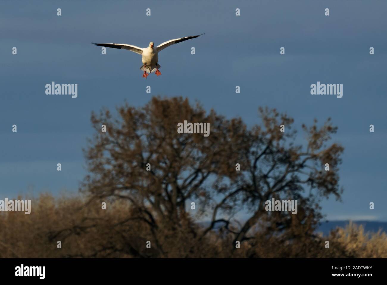 Bosque Del Apache, USA. 15th Mar, 2019. A goose seen landing at the ...