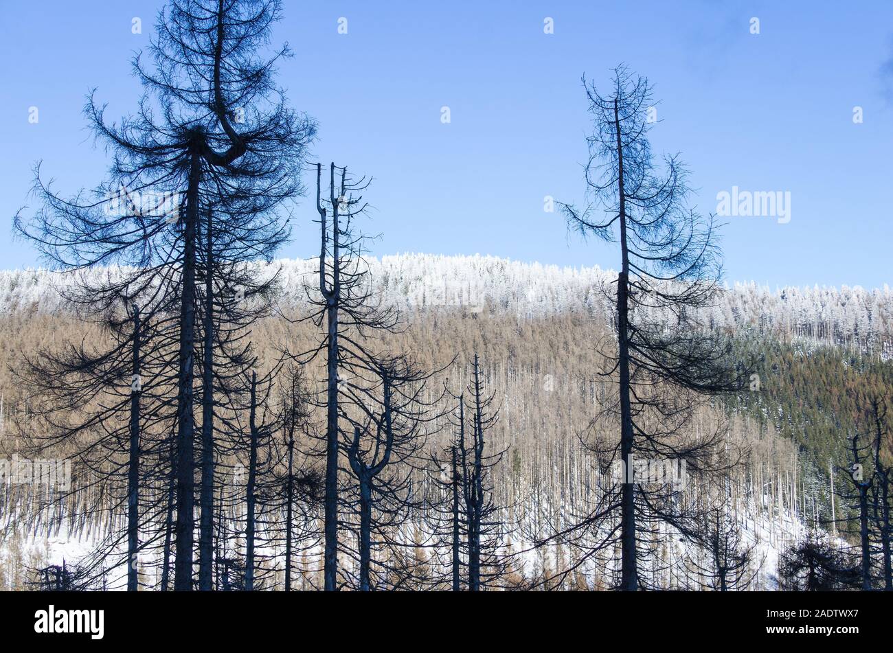 Waldsterben im wald hi-res stock photography and images - Alamy