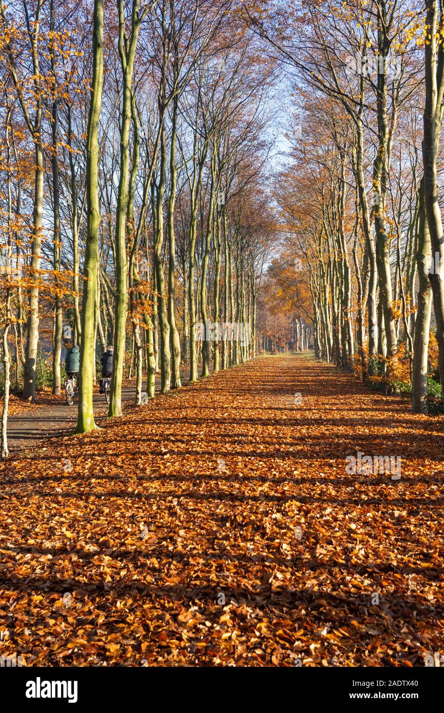 Fall from the trees hi-res stock photography and images - Alamy