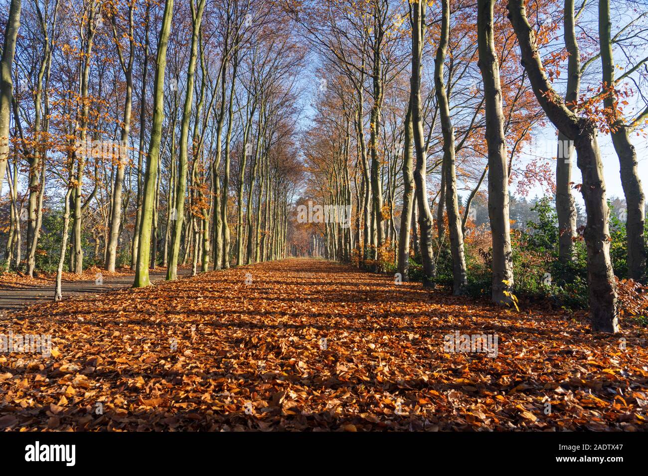 Season patterns hi-res stock photography and images - Alamy
