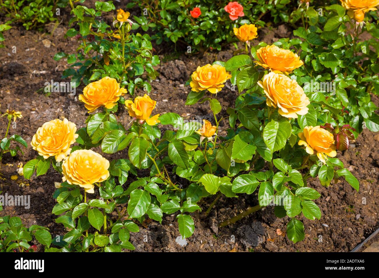 Rosa Amber Queen flowering in June in an English garden Stock Photo - Alamy