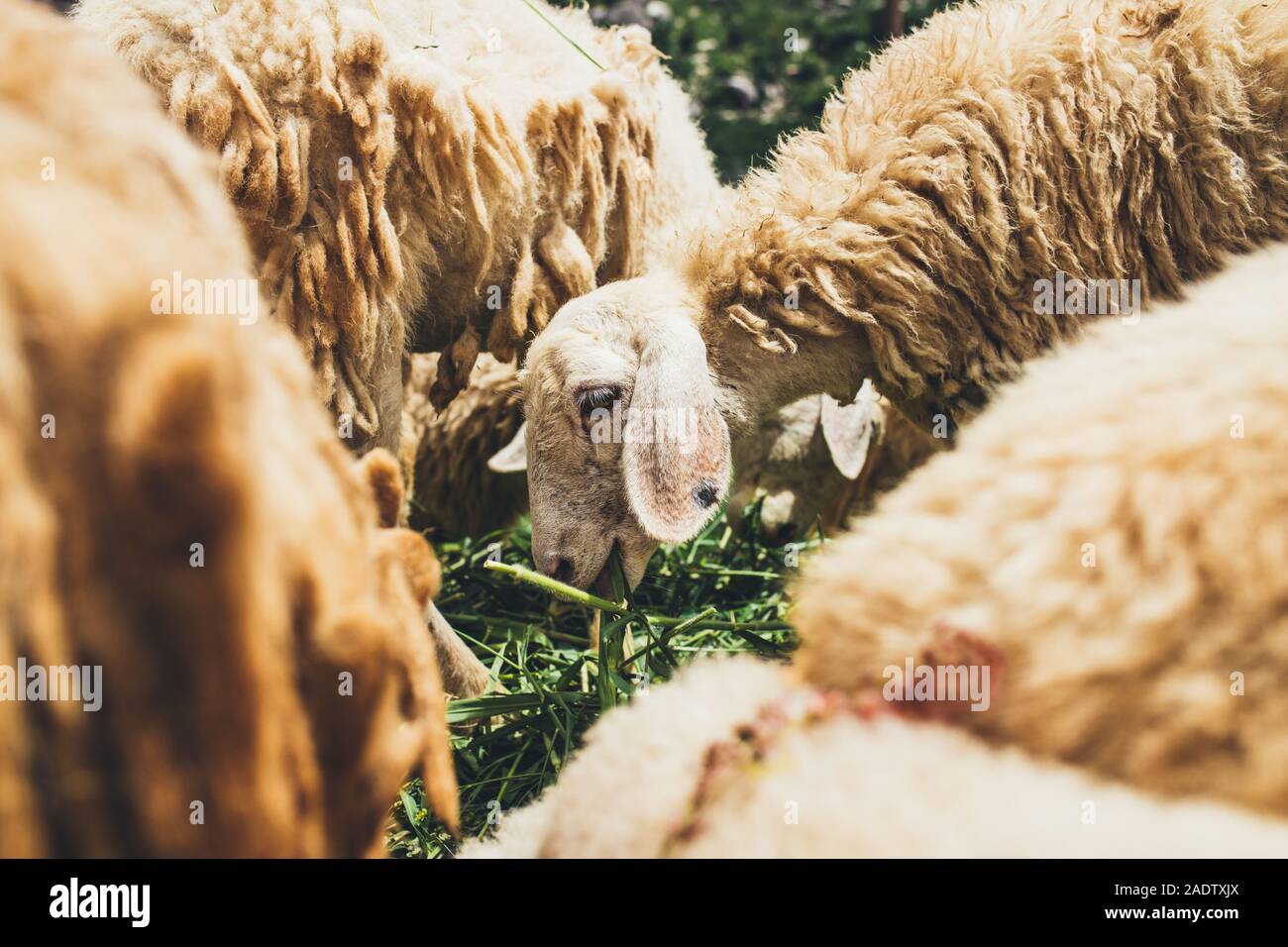 Sheep, sheep farm in the mountain, Beautiful countryside farm village ...