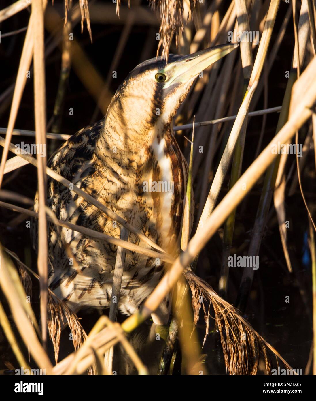 Secretive Bittern in a reed bed Stock Photo - Alamy
