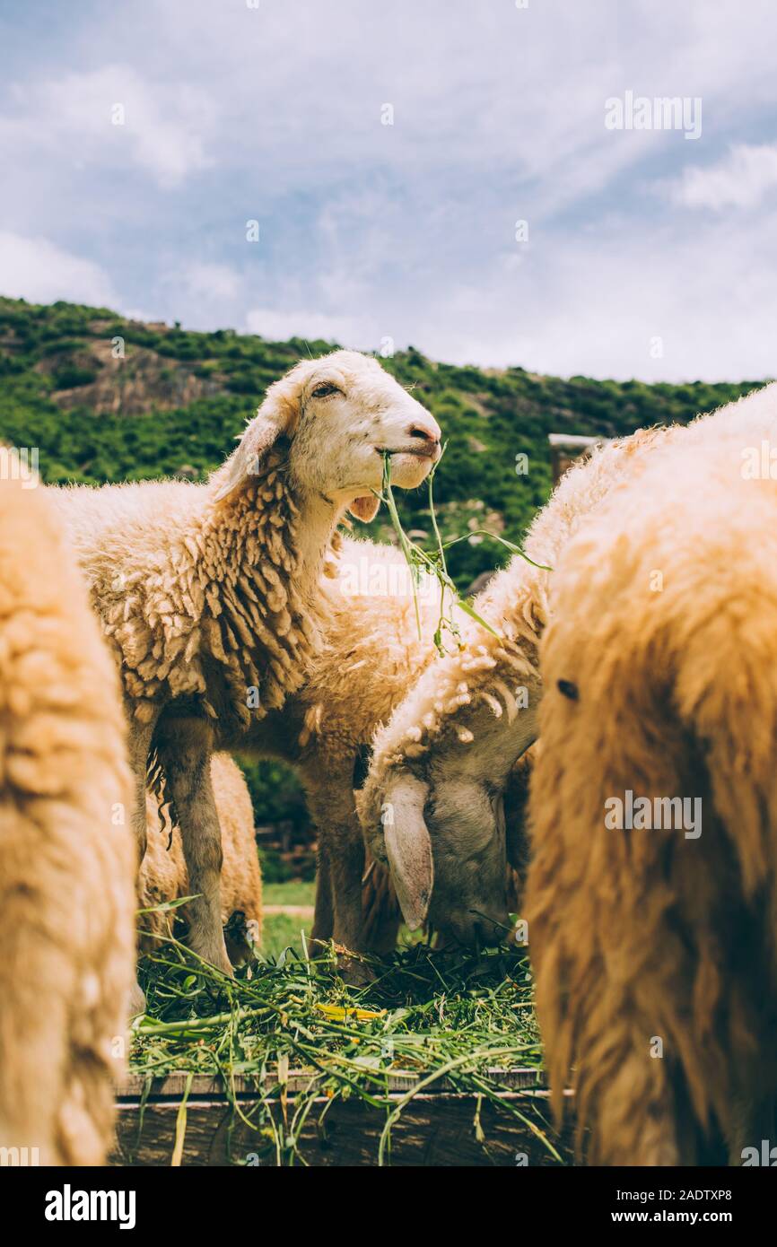 Sheep, sheep farm in the mountain, Beautiful countryside farm village ...
