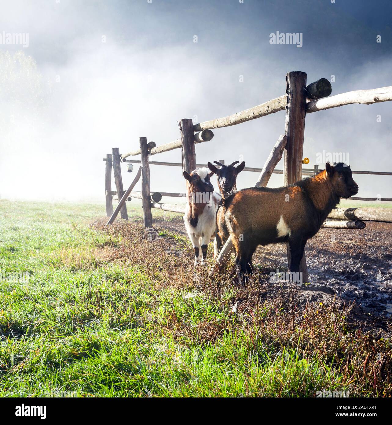 farm with goats at dawn Stock Photo - Alamy