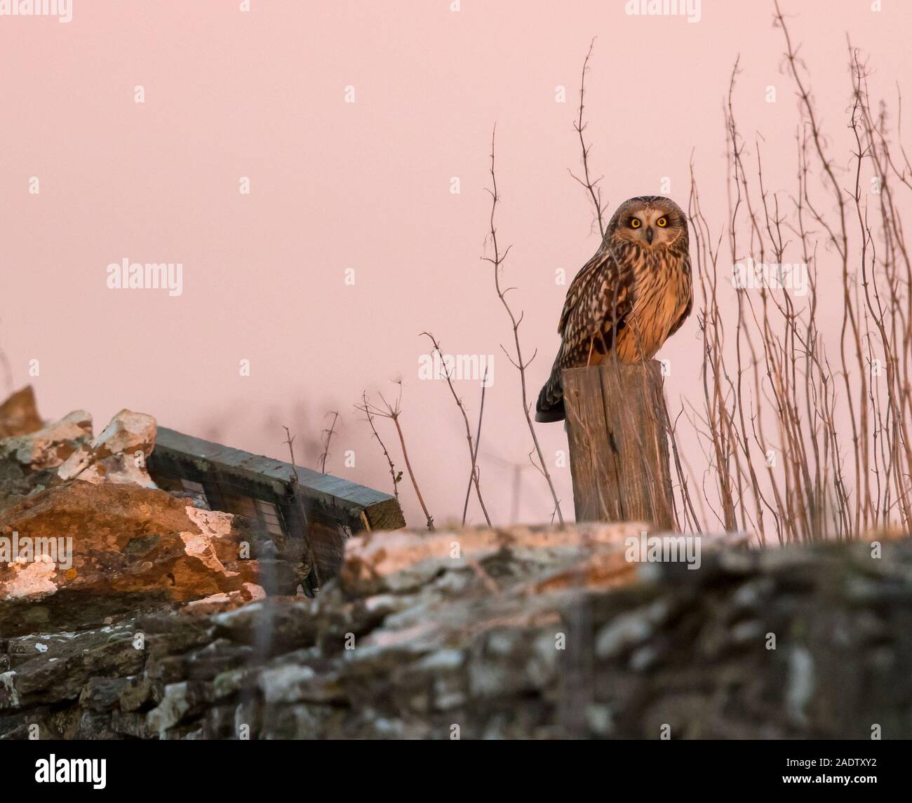 Captured in golden hour winter hi-res stock photography and images - Alamy