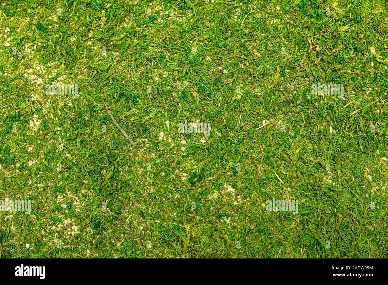Forest floor texture moss hi-res stock photography and images - Alamy