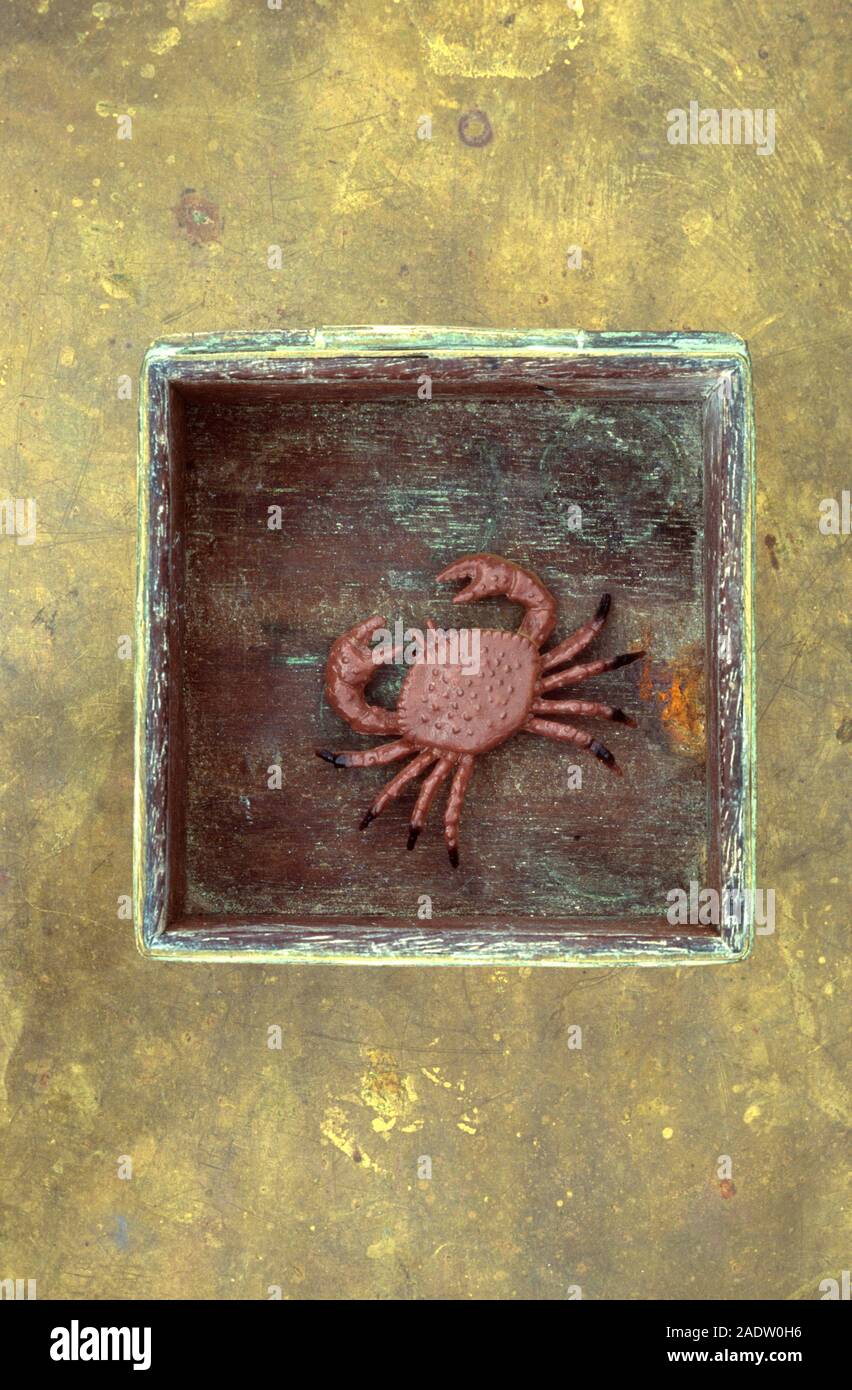 Brown plastic model of seaside crab in old wooden and brass box Stock ...