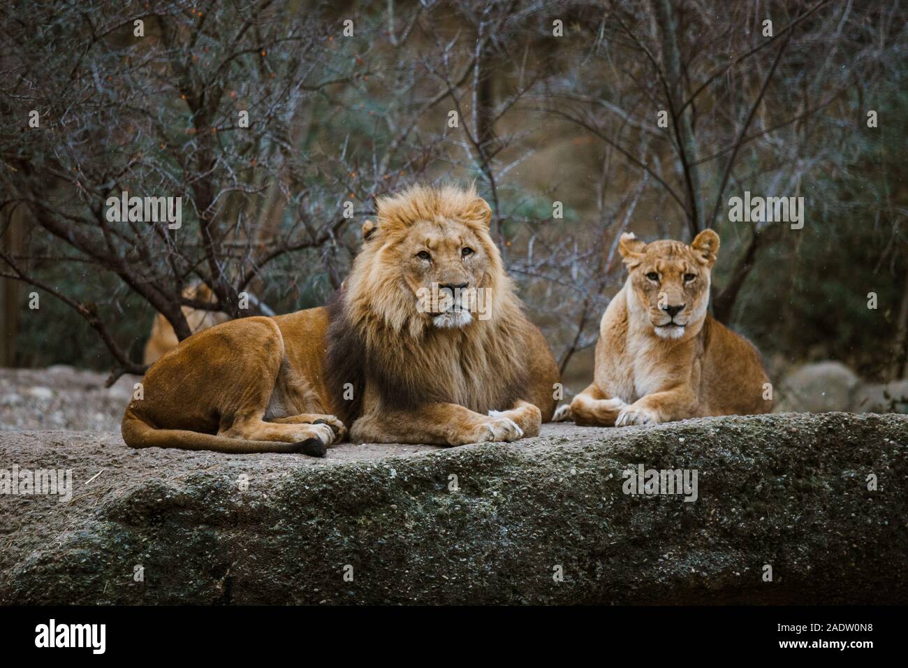 Two adult predators, the family of a lion and a lioness rest on a stone ...