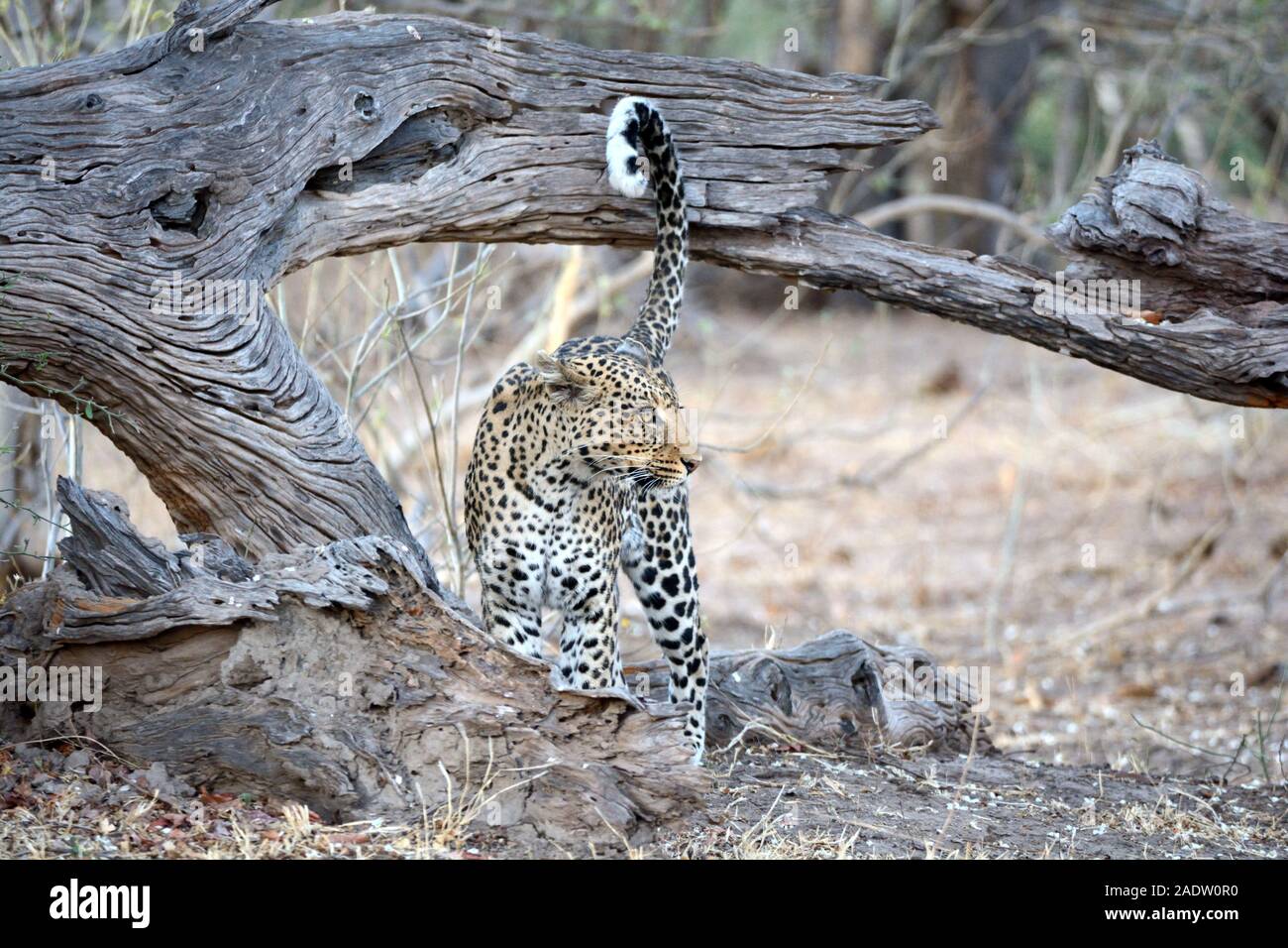 Leopard scenting its territory against an old tree Moremi National Park ...