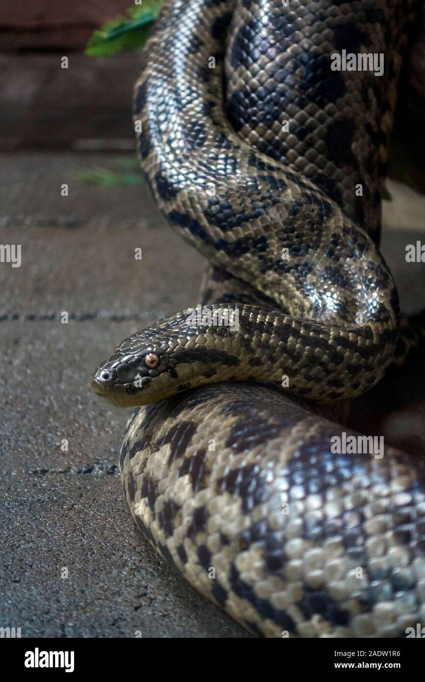 Anaconda snake hi-res stock photography and images - Alamy