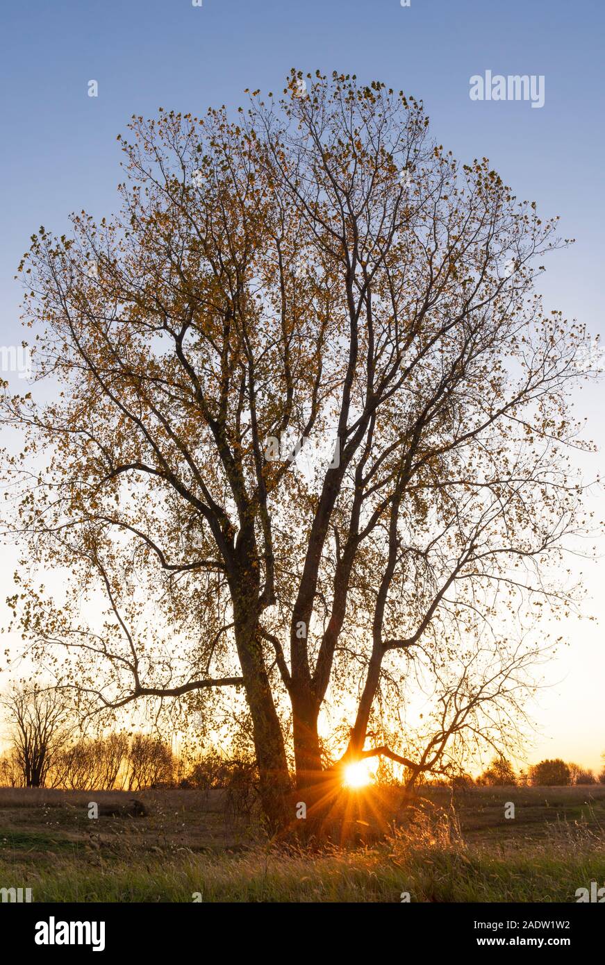 Sunset, Poplar tree (Populus deltoides), fall, Minnesota, USA, by ...
