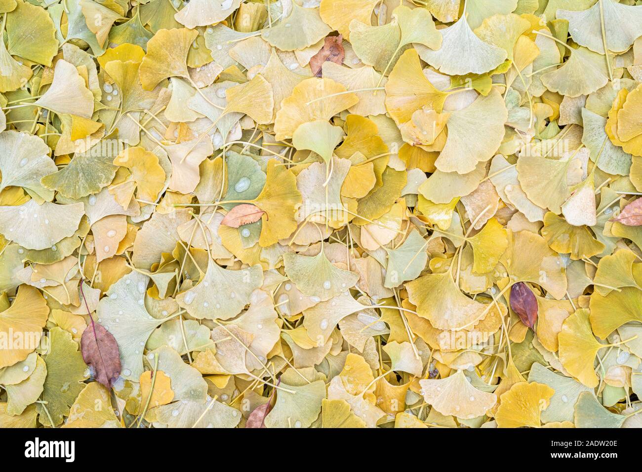 Ginkgo tree leaves (Ginkgo biloba) on ground, by Dominique Braud ...