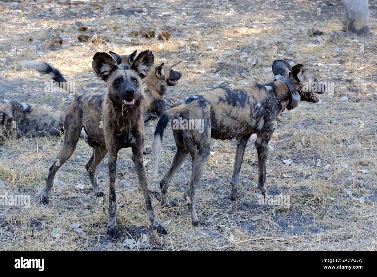 Tracking device hi-res stock photography and images - Alamy