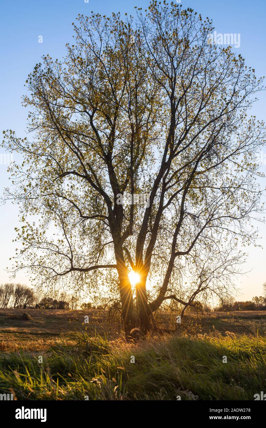 Sunset, Poplar tree (Populus deltoides), fall, Minnesota, USA, by ...