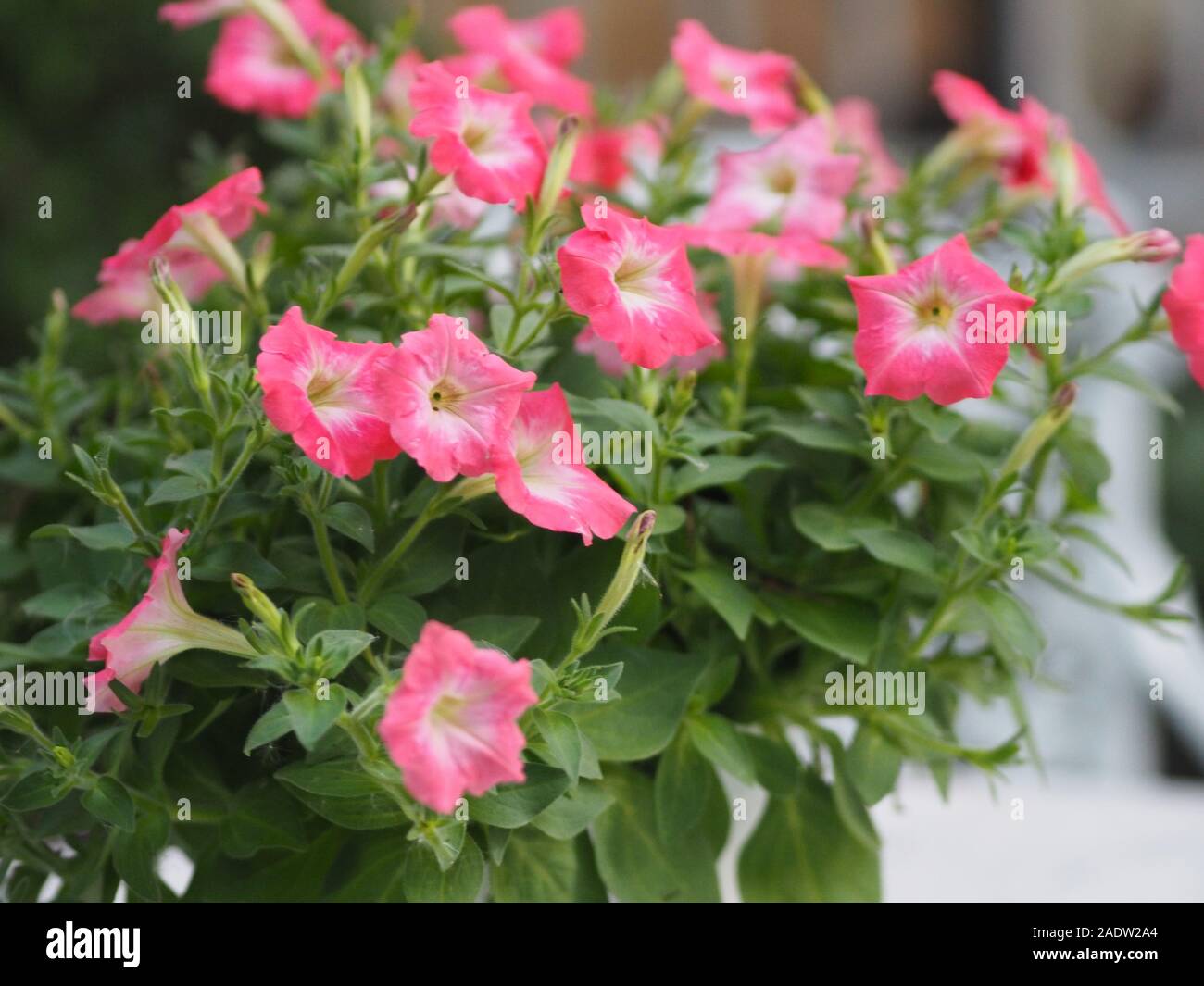 Pink Wave Petunias High Resolution Stock Photography and Images - Alamy