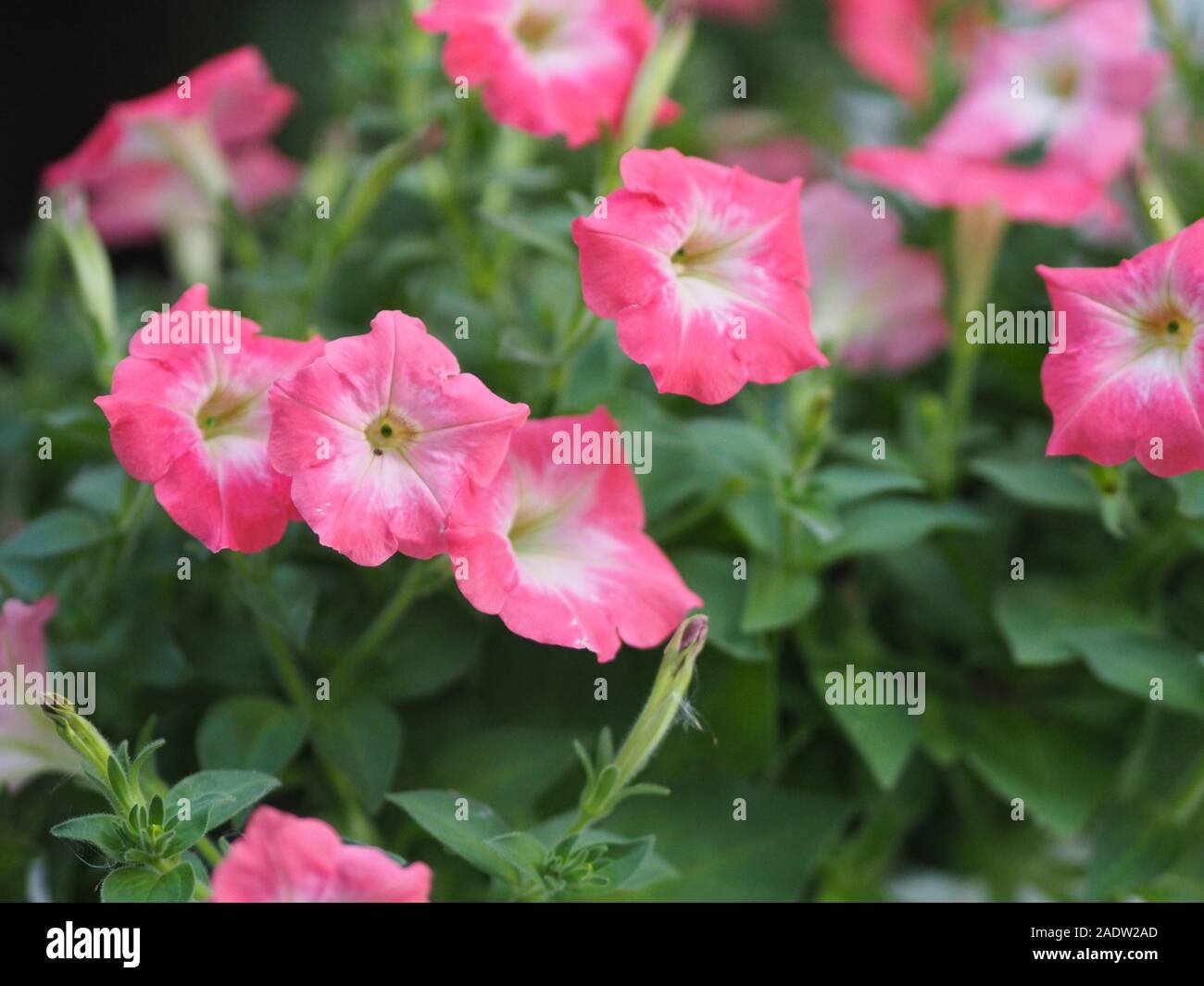 Floribunda petunia hi-res stock photography and images - Alamy