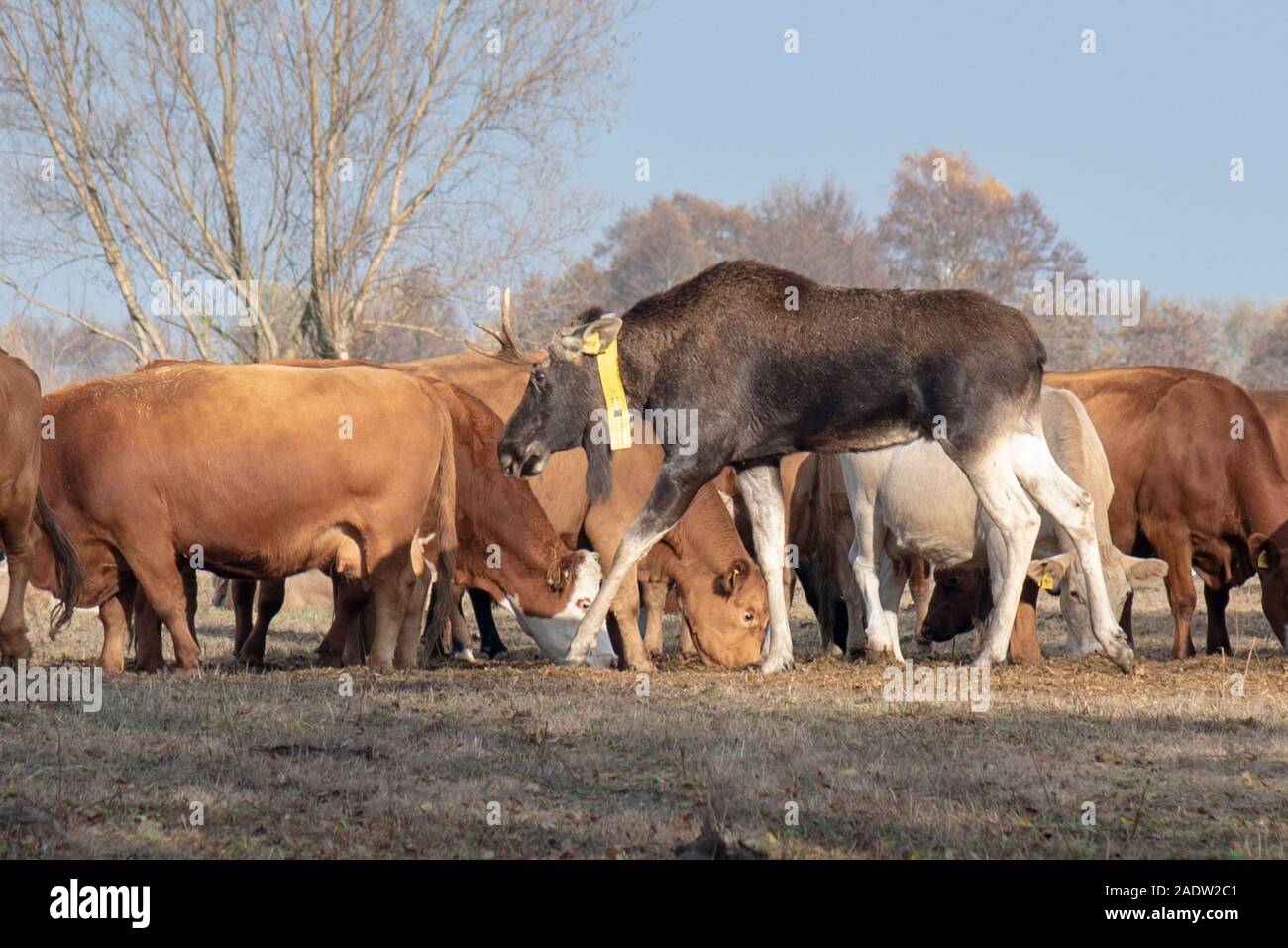 Coswig, Germany. 11th Nov, 2018. A wild moose has joined a herd of cows ...