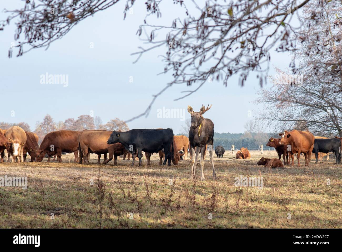 Coswig, Germany. 11th Nov, 2018. A wild moose has joined a herd of cows ...