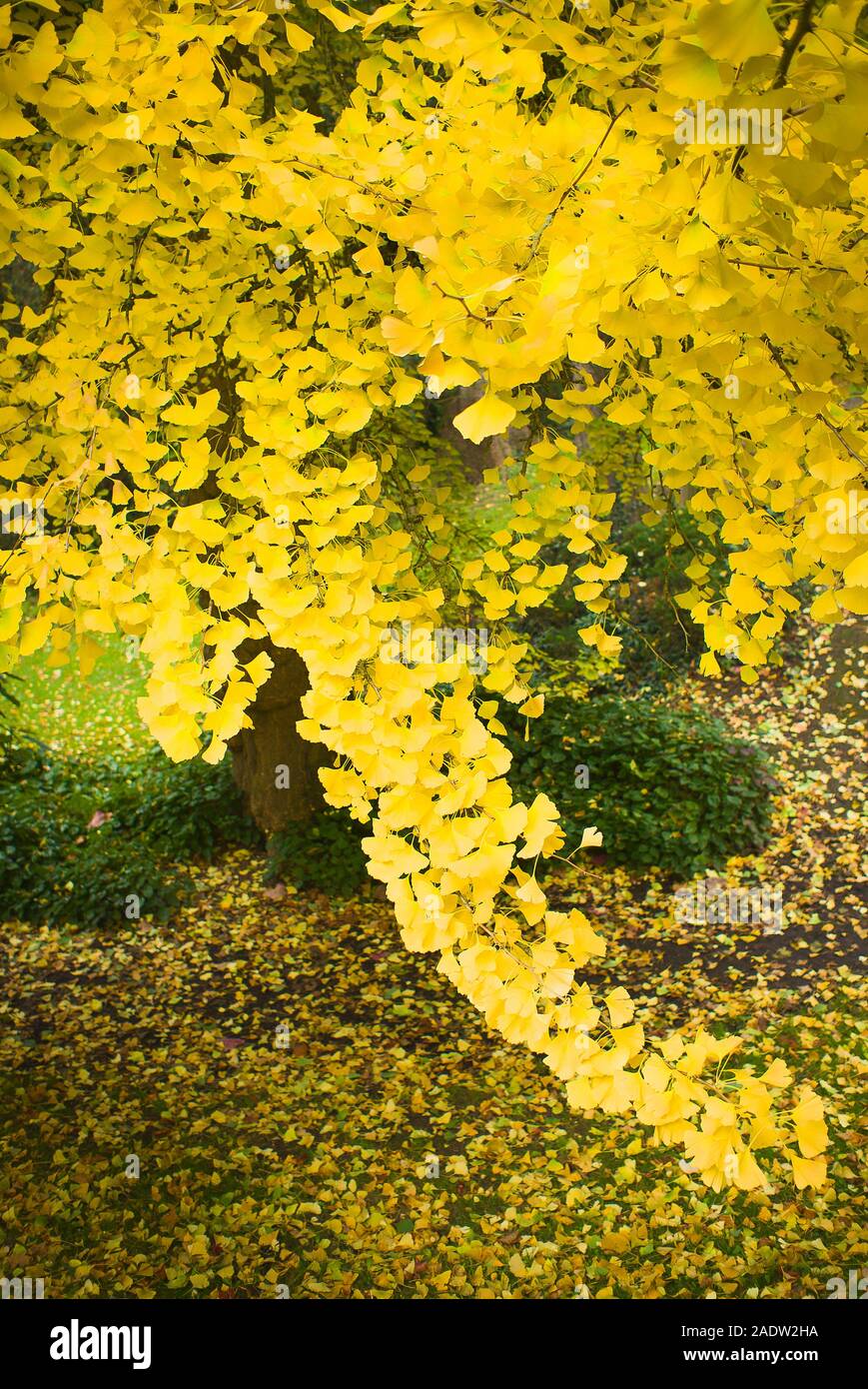 Lower branches of a mature Gingko tree in an English garden showing the ...