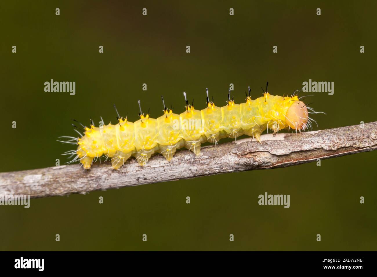 Acronicta afflicta hi-res stock photography and images - Alamy