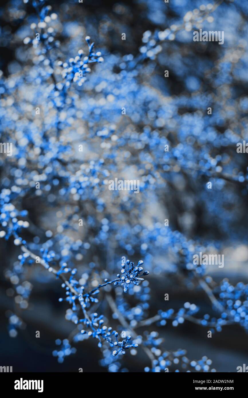 Tinted in blue tender buds of unblown flowers on tree branches with ...