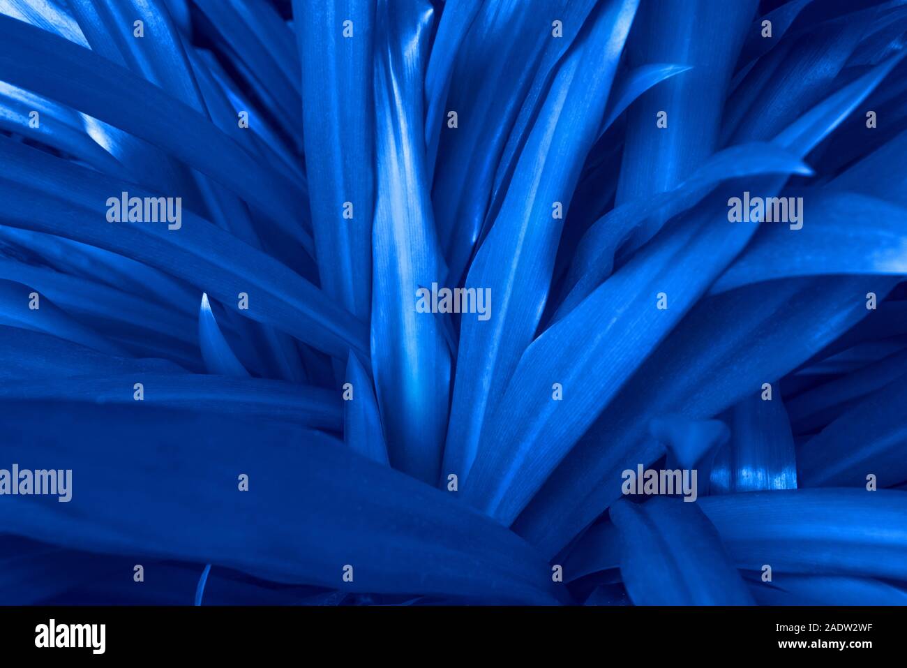 Beautiful dark background of blue grass Stock Photo - Alamy