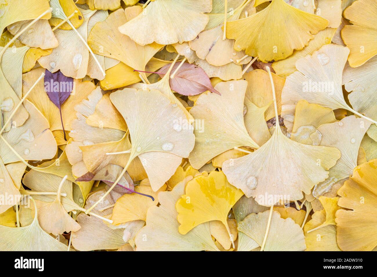 Ginkgo tree leaves (Ginkgo biloba) on ground, by Dominique Braud ...