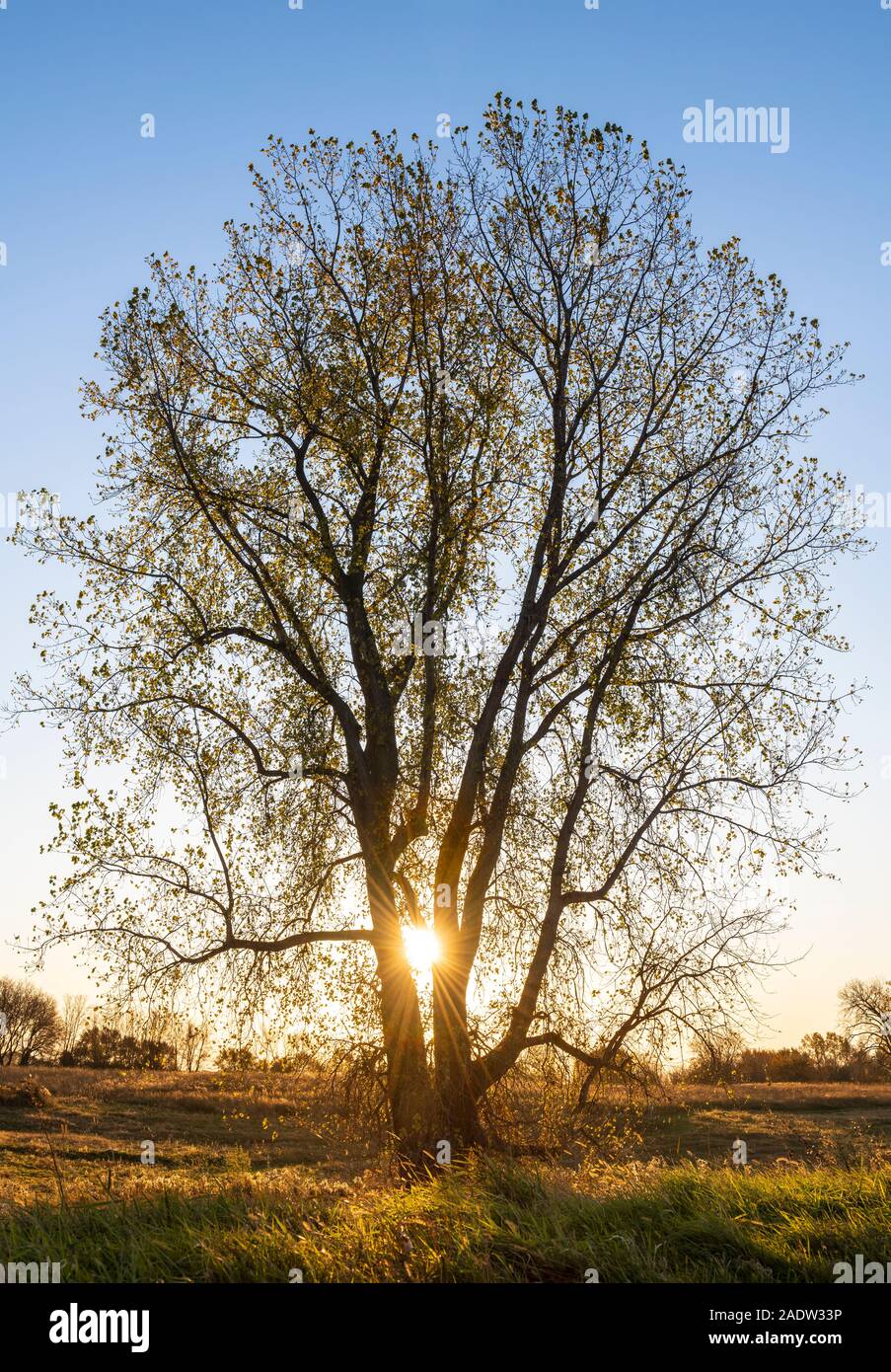 Sunset, Poplar tree (Populus deltoides), fall, Minnesota, USA, by ...