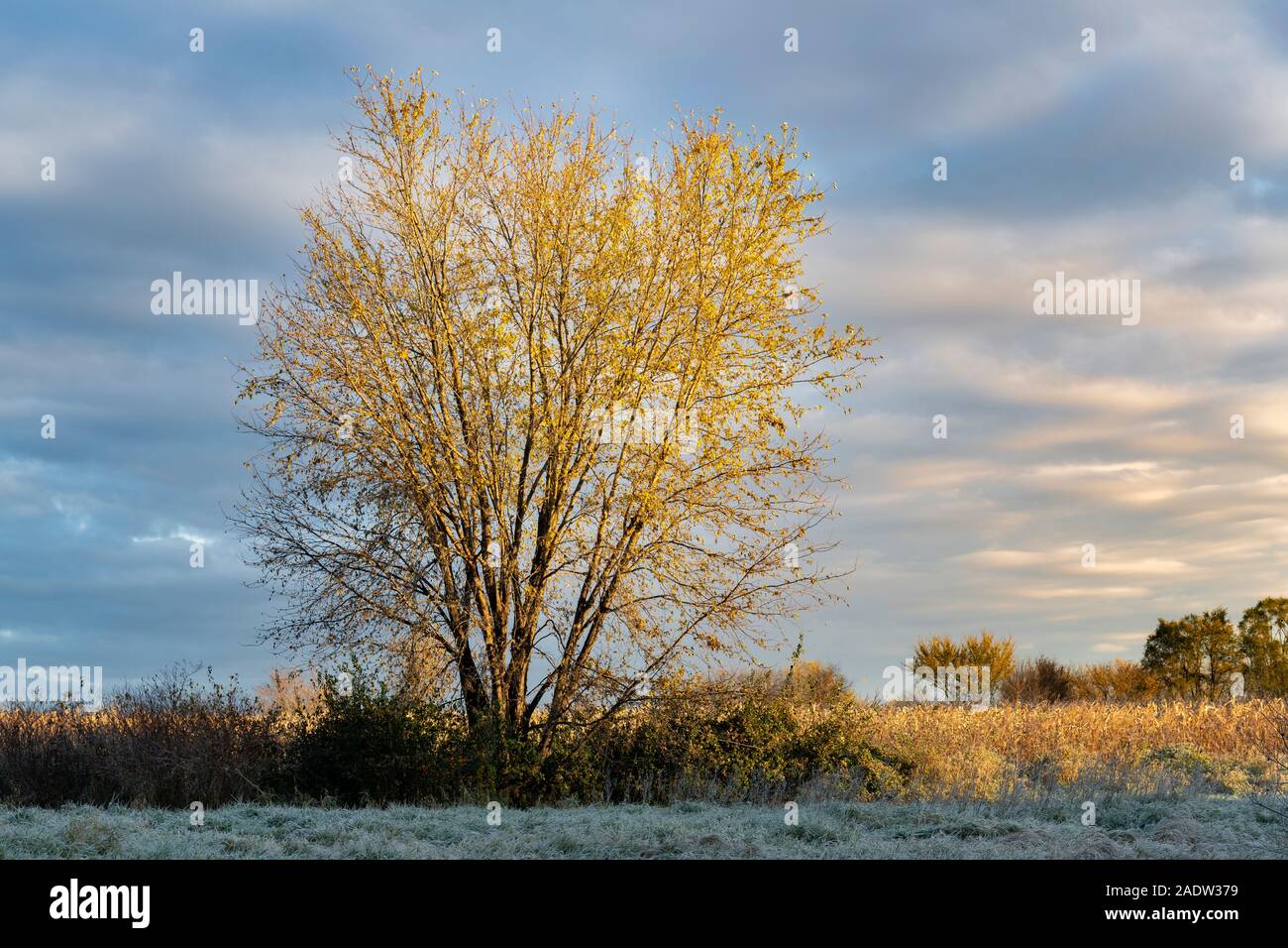 Eastern Cottonwood tree (Populus deltoides), Autumn, Minnesota, USA, by ...