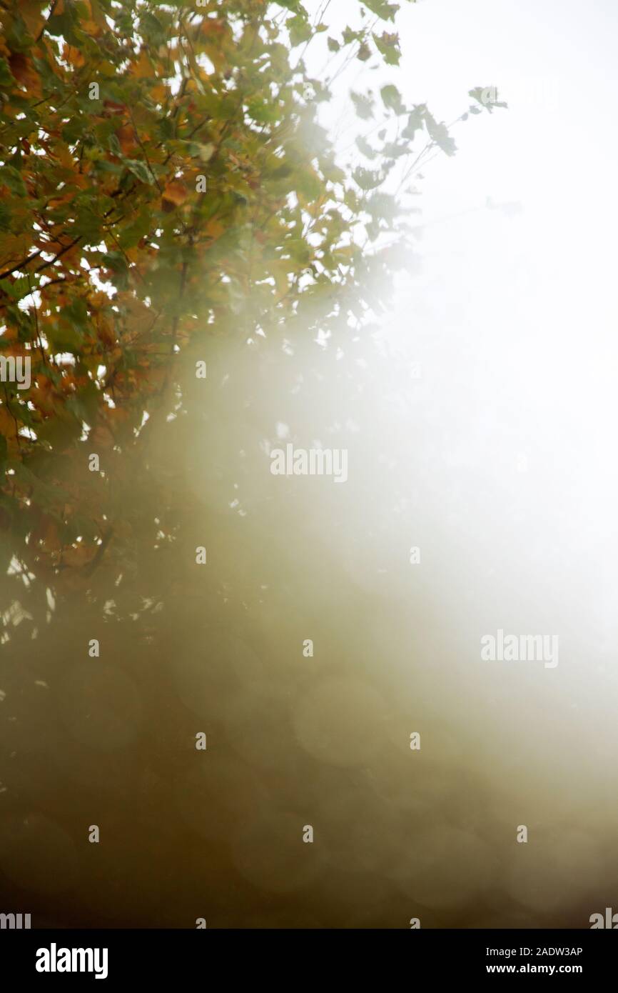 Autumn Tree through Window Condensation Stock Photo - Alamy