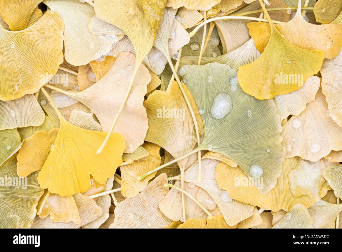 Ginkgo tree leaves (Ginkgo biloba) on ground, by Dominique Braud ...