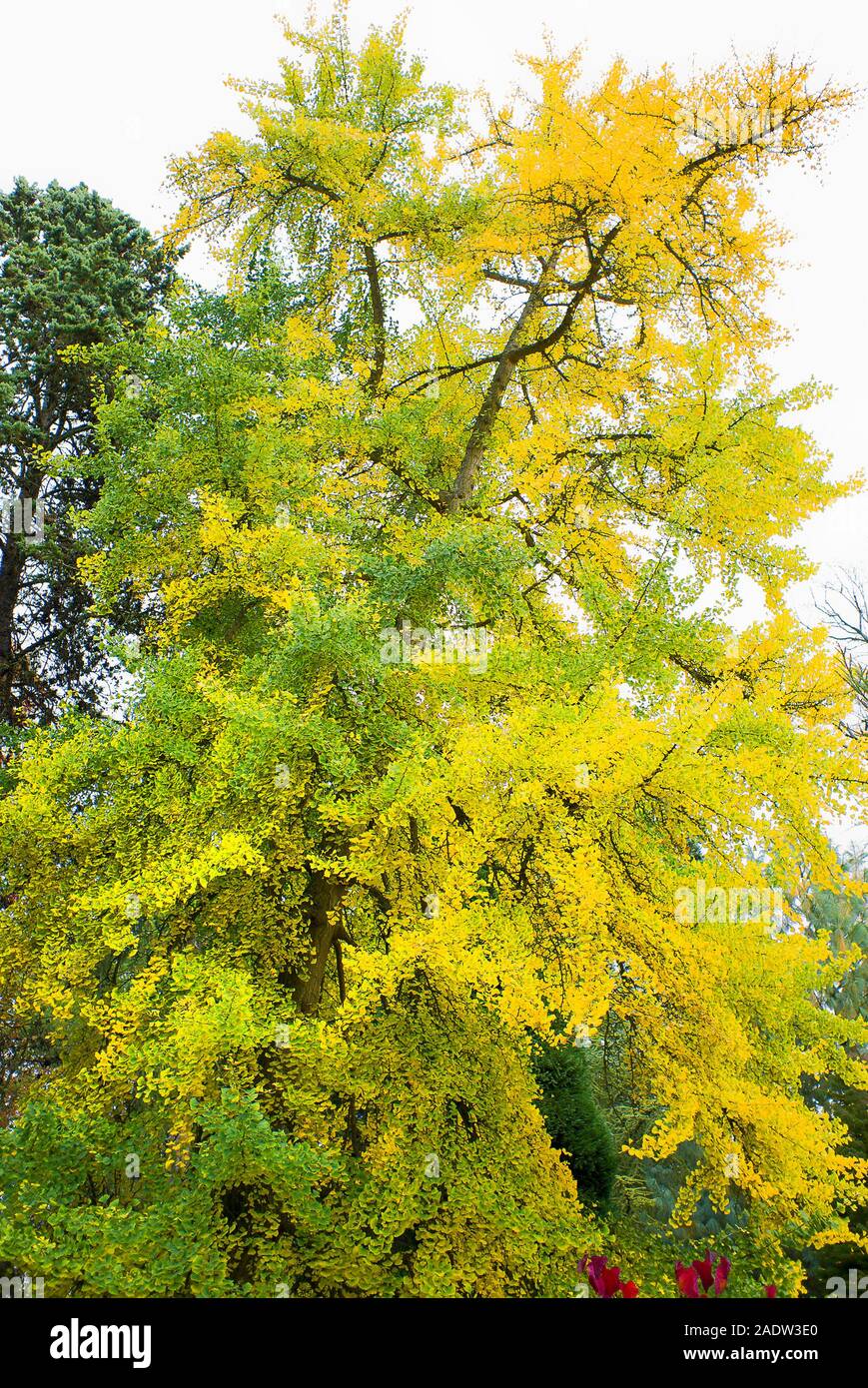 A mature Gingko tree in an English garden showing the transition from ...