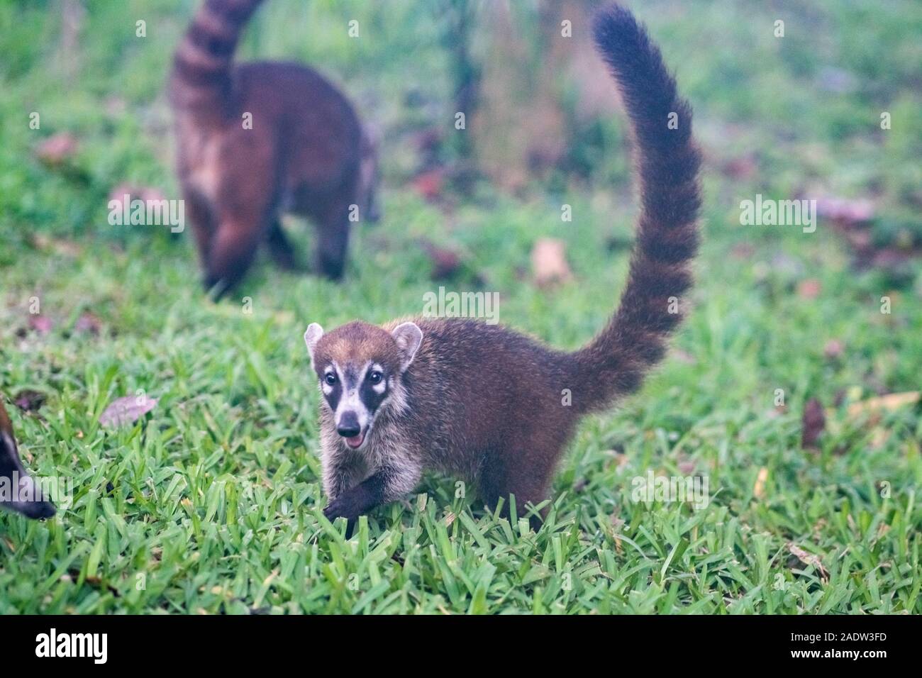 Baby Coati High Resolution Stock Photography and Images - Alamy