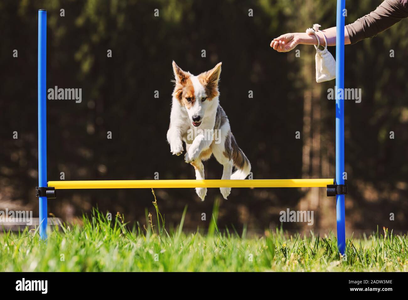Dog Agility training with a cute puppy dog on the meadow, Hurdles and ...