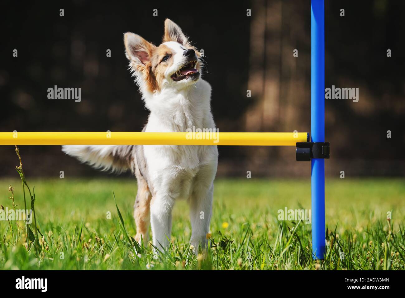 Cute puppy dog standing behind a hurdle, learning and training with ...