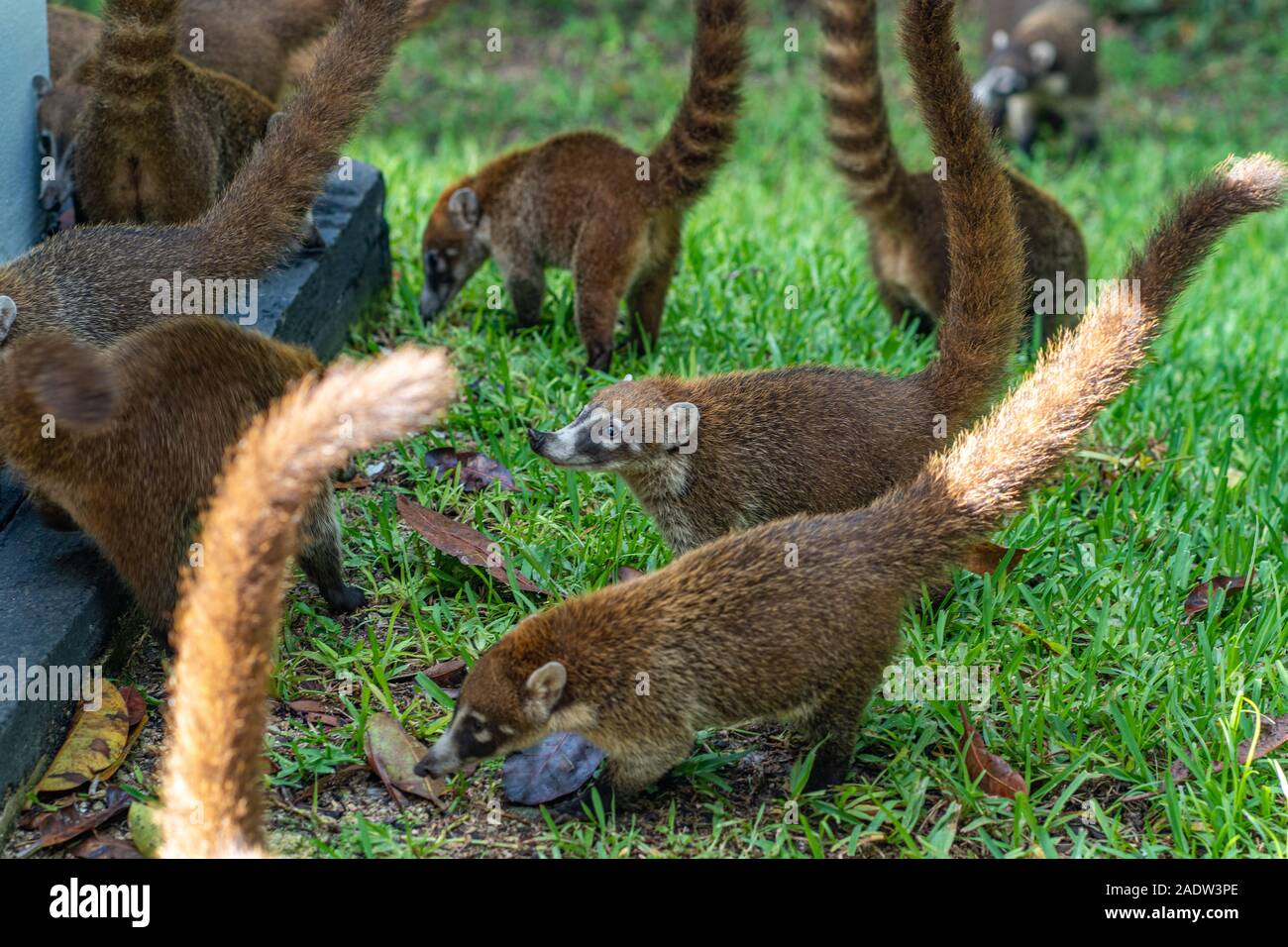 Coatis mexico hi-res stock photography and images - Alamy