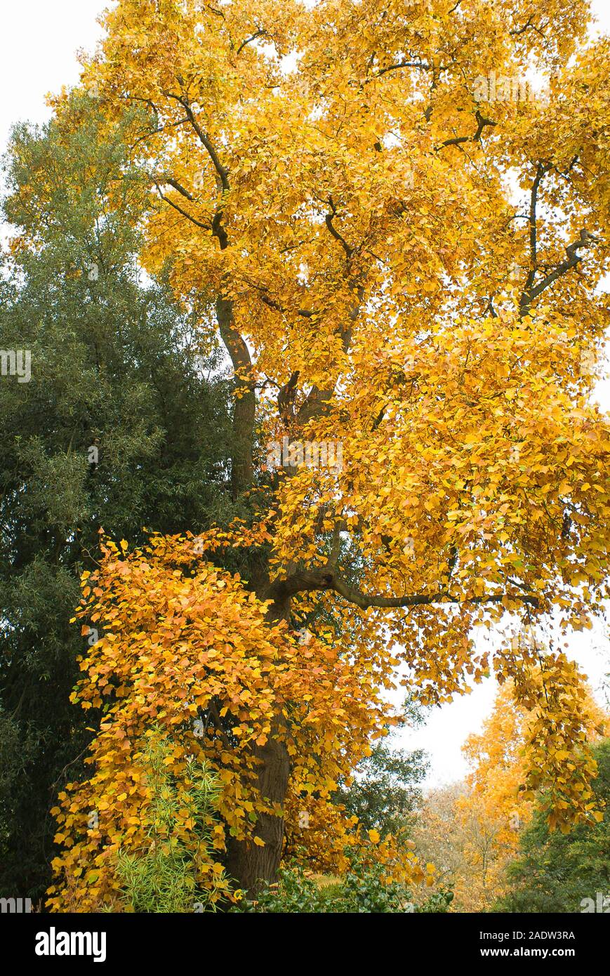 A fine specimen Tulip Tree clothed in Autumn leaves and colour in an ...