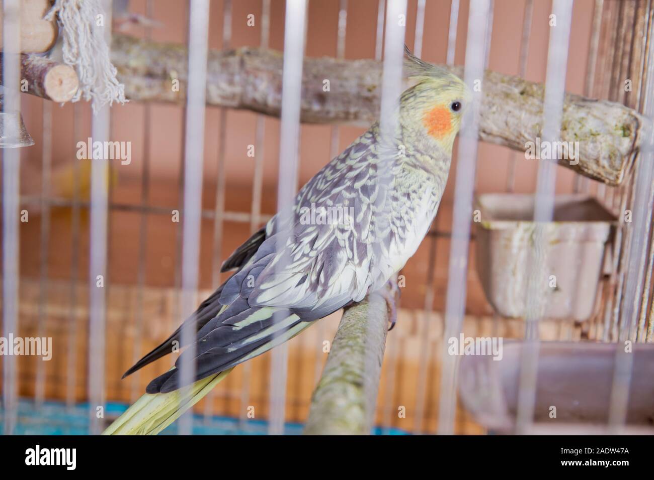 Parakeets . Green wavy parrot sits in a cage . Rosy Faced Lovebird ...