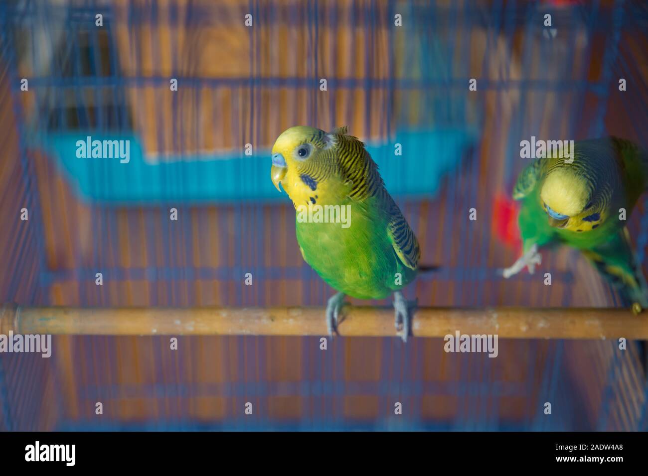 Parakeets . Green wavy parrot sits in a cage . Rosy Faced Lovebird ...