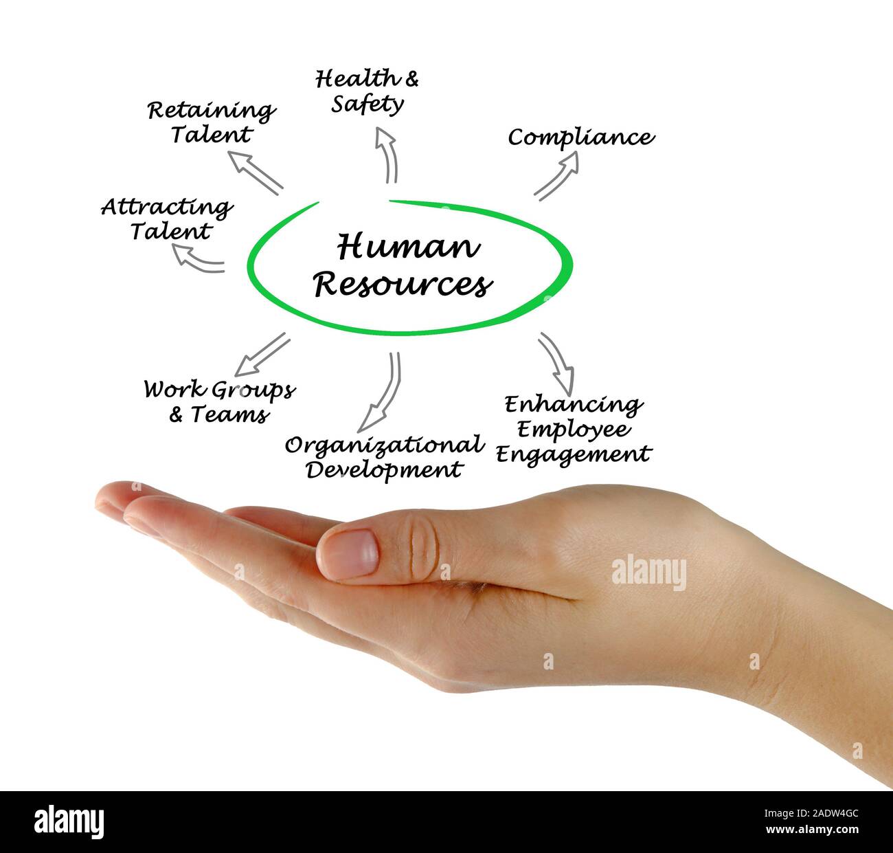 Human resources hr management Cut Out Stock Images & Pictures - Alamy