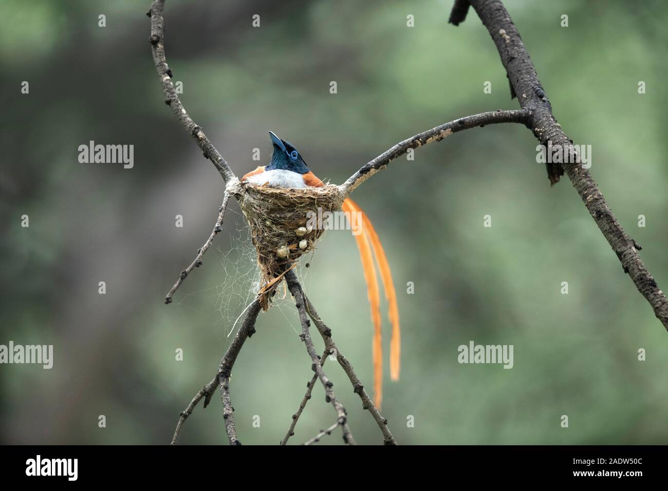 Hatching eggs, Asian Paradise Fly catcher, Terpsiphone paradisi, India ...