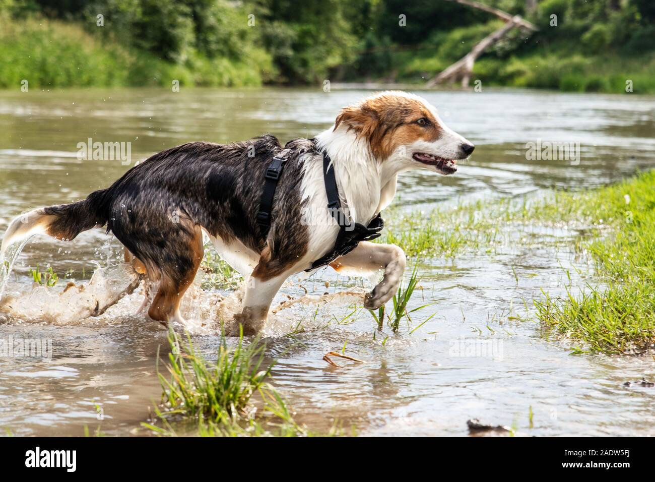 Breed species hi-res stock photography and images - Alamy