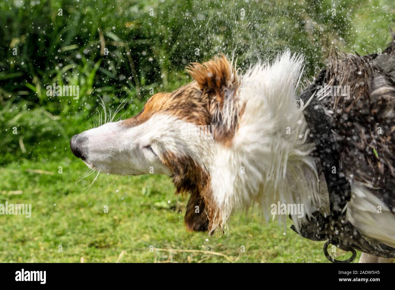 Young Dog is shaking the wet fur, waterdrops, green riverside ...