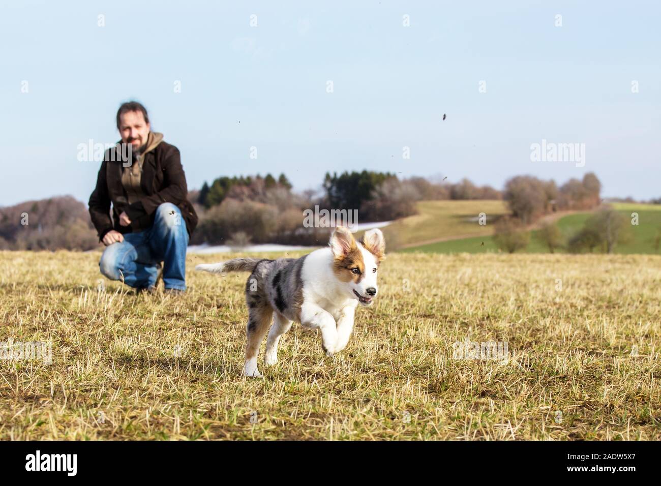 man is playing with his half breed puppy dog on a meadow, blue sky in ...