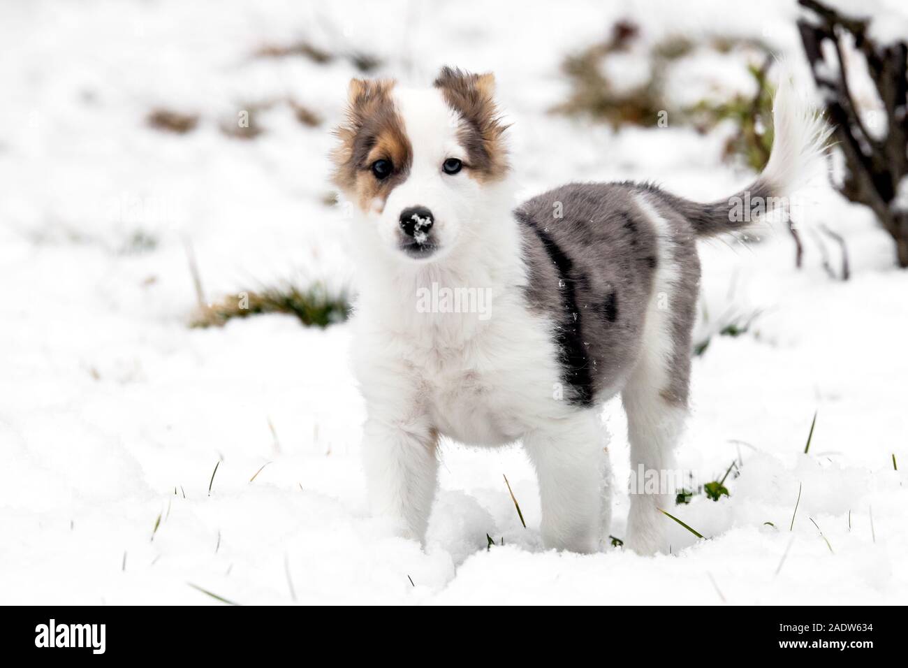 Snow Flakes On Nose With Dogs
